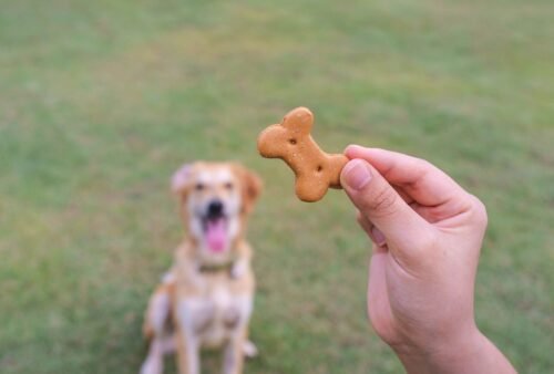What Is Positive Reinforcement Dog Training? - dogpackr