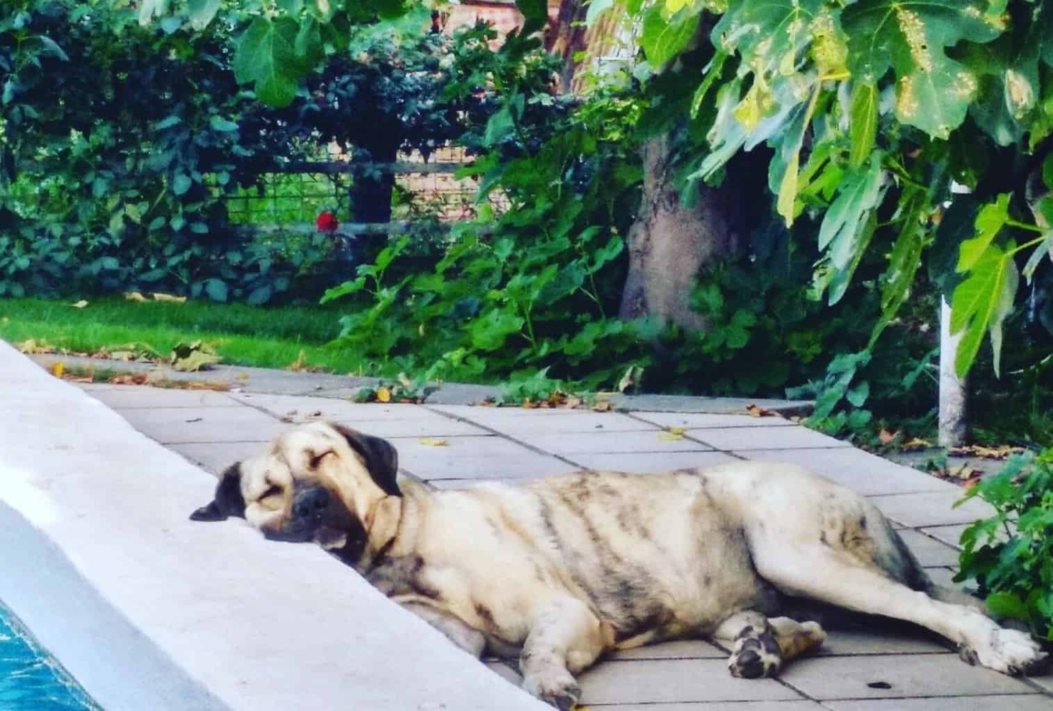 A Tired Dog Is a Happy Dog—11 Tips for a Happy, Tired Dog - dogpackr
