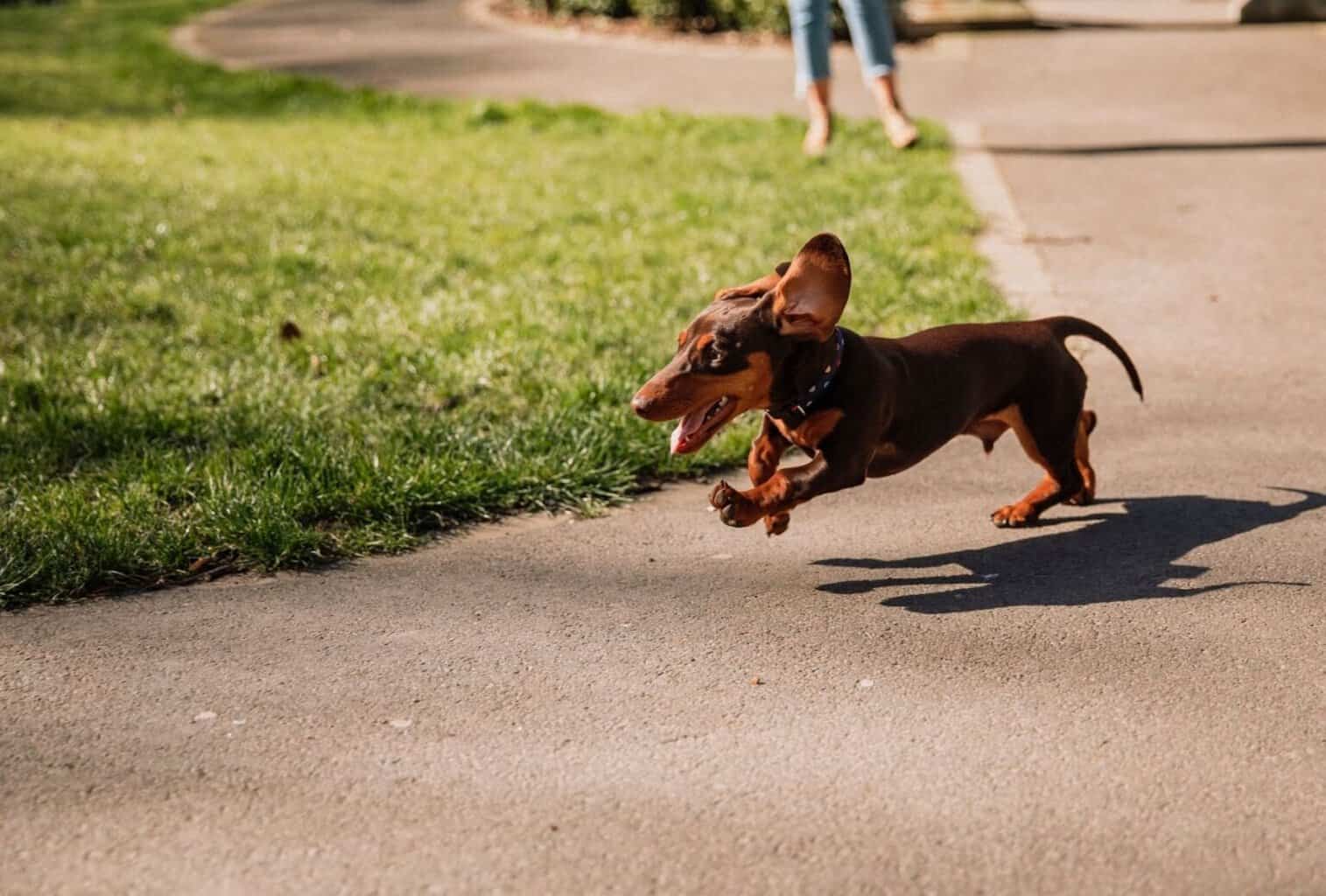 Over Excited Dog with Visitors – Here’s What to Do! - dogpackr