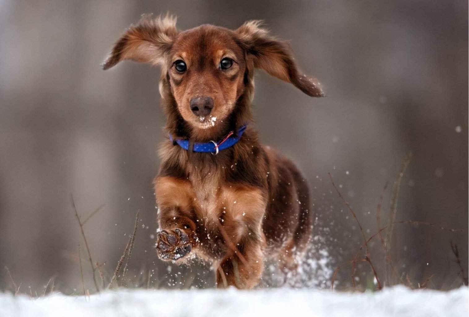 Dog energy levels by age - dogpackr