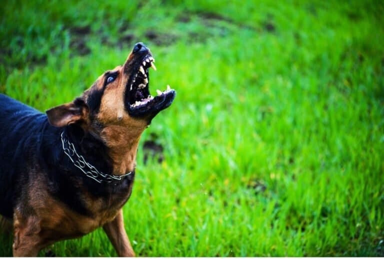 7 tips for dog tantrums on walks: Calm him down - dogpackr