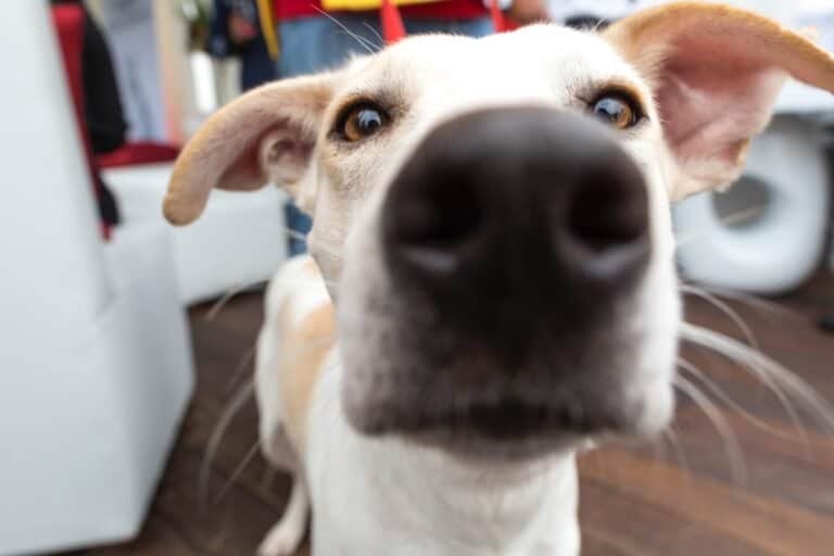 Why Is My Dog Sniffing Me More Than Usual Dogpackr why-is-my-dog-sniffing-me-more-than-usual-dogpackr