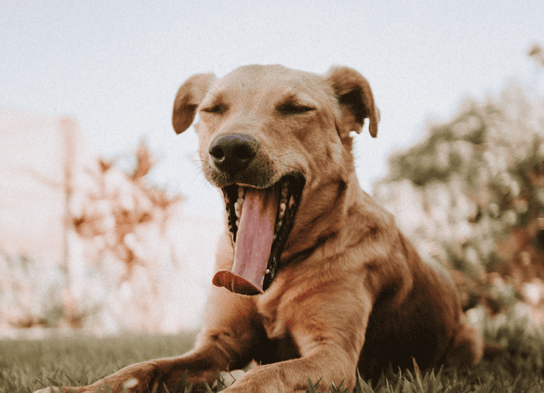 Why Does My Dog Burp So Much? - dogpackr